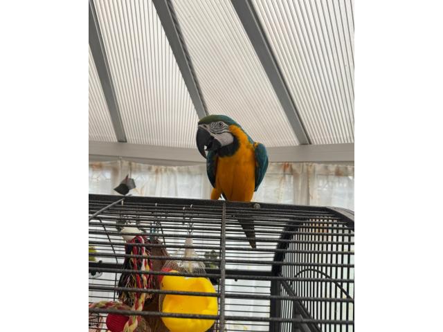 Femelle ara ararauna de 4 ans Turnhout 2300